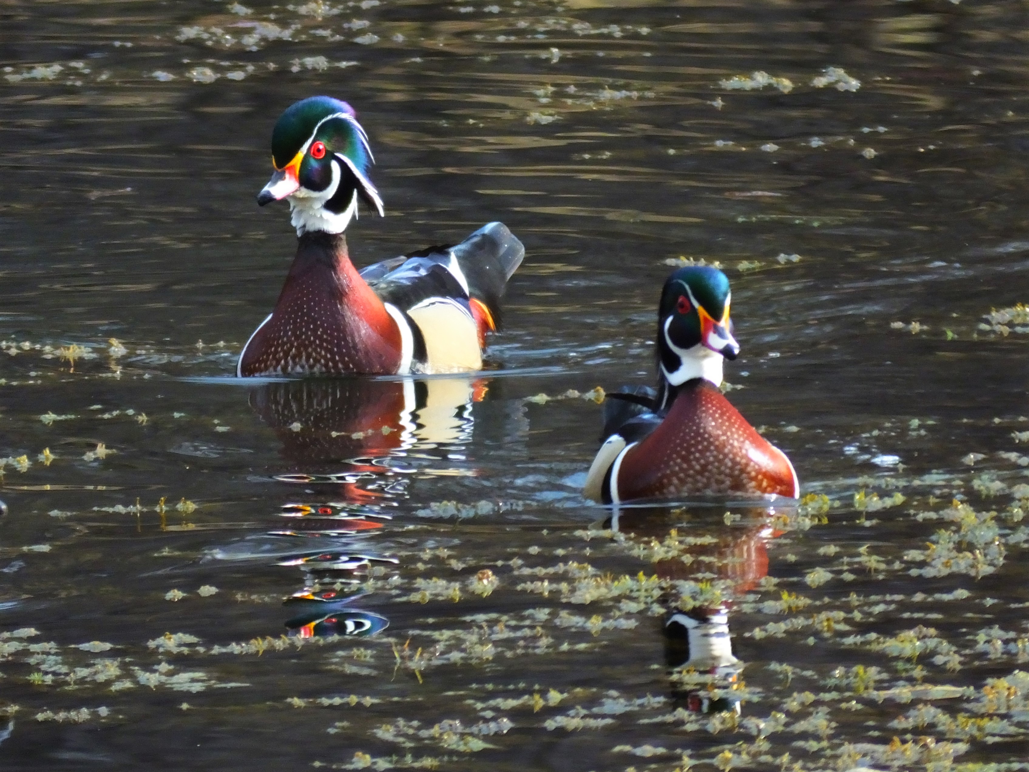 The wood ducks are back on the pond… – Signs of Life in Estabrook Park