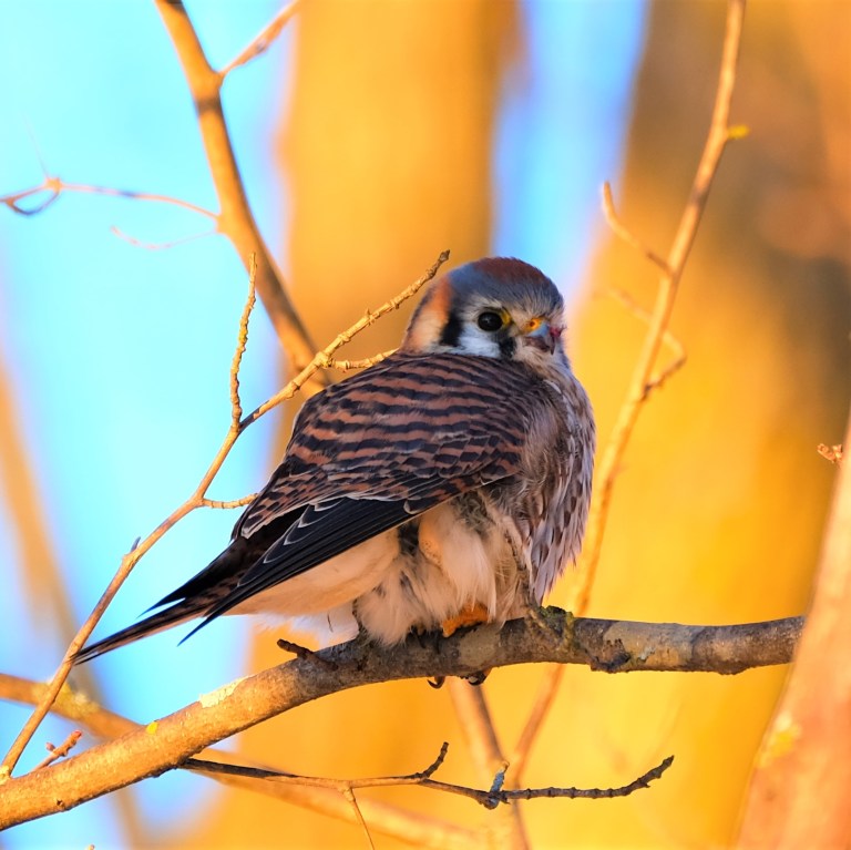 A quick visit before the gale blows in… – Signs of Life in Estabrook Park